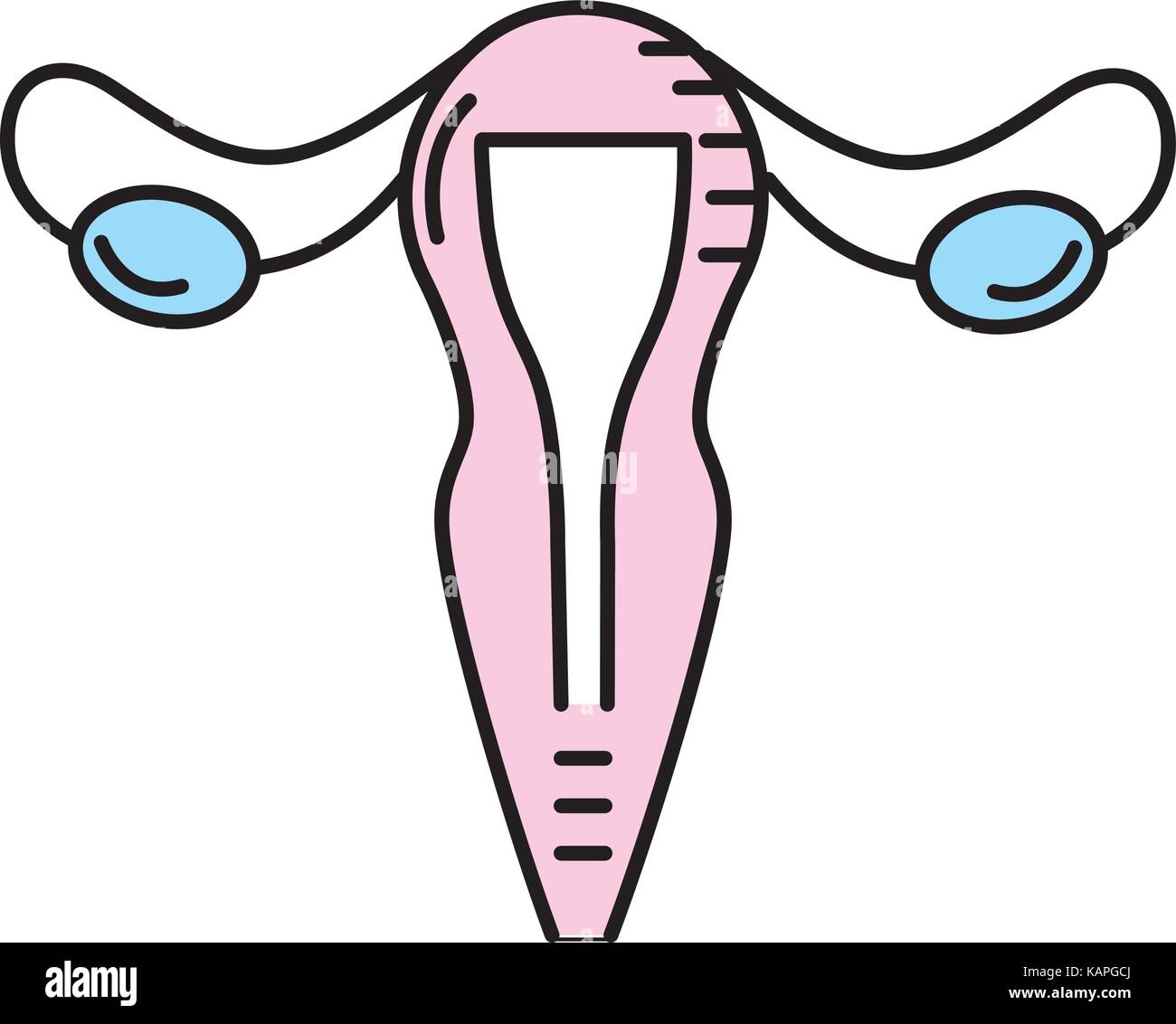 Fallopian tube section immagini e fotografie stock ad alta risoluzione ...