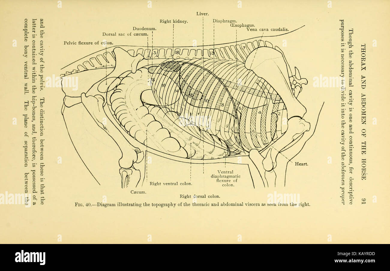 La Anatomia Topografica del torace e addome del cavallo (pagina 91 ...