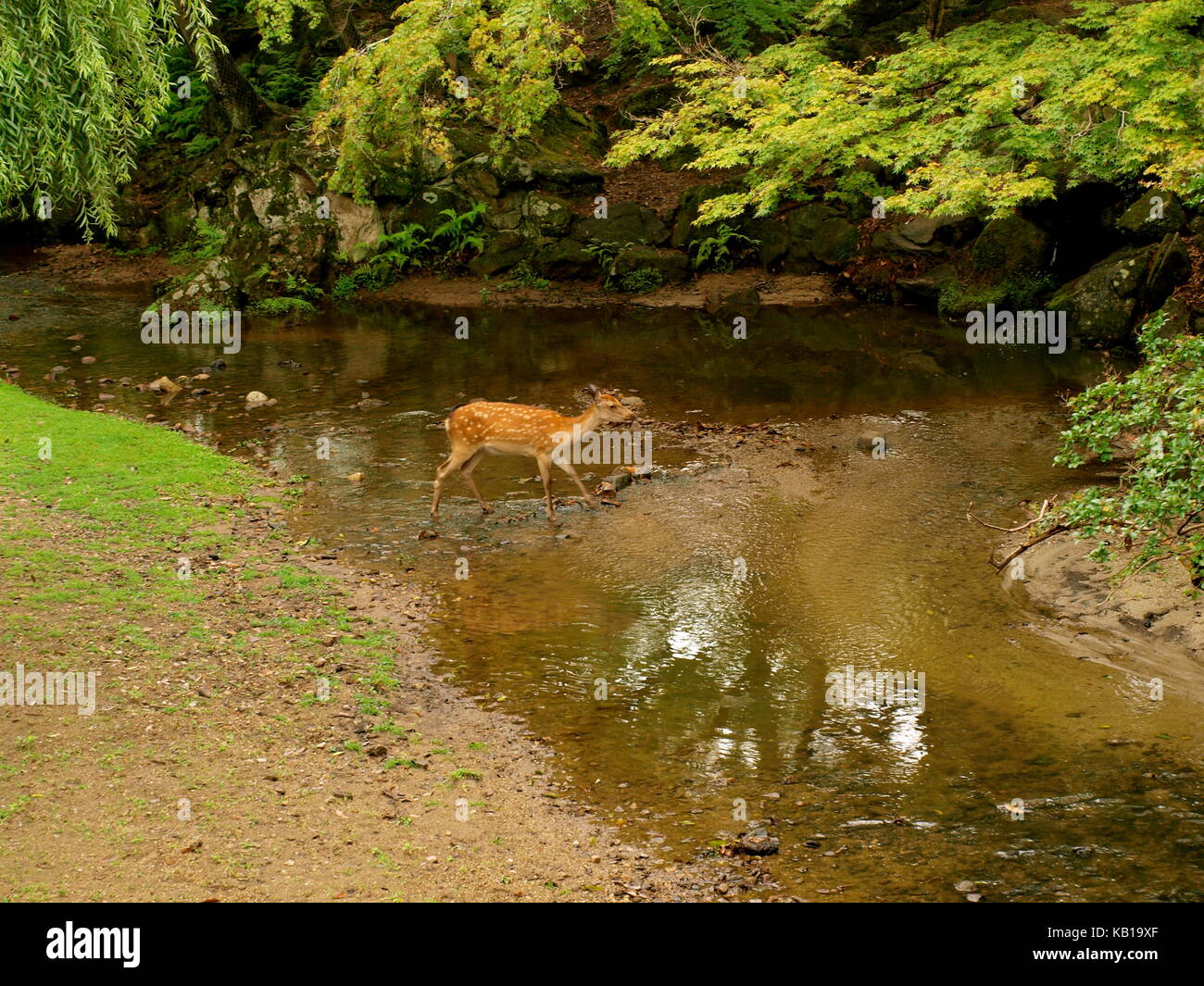 Cervo sacro miyajima giappone immagini e fotografie stock ad alta ...