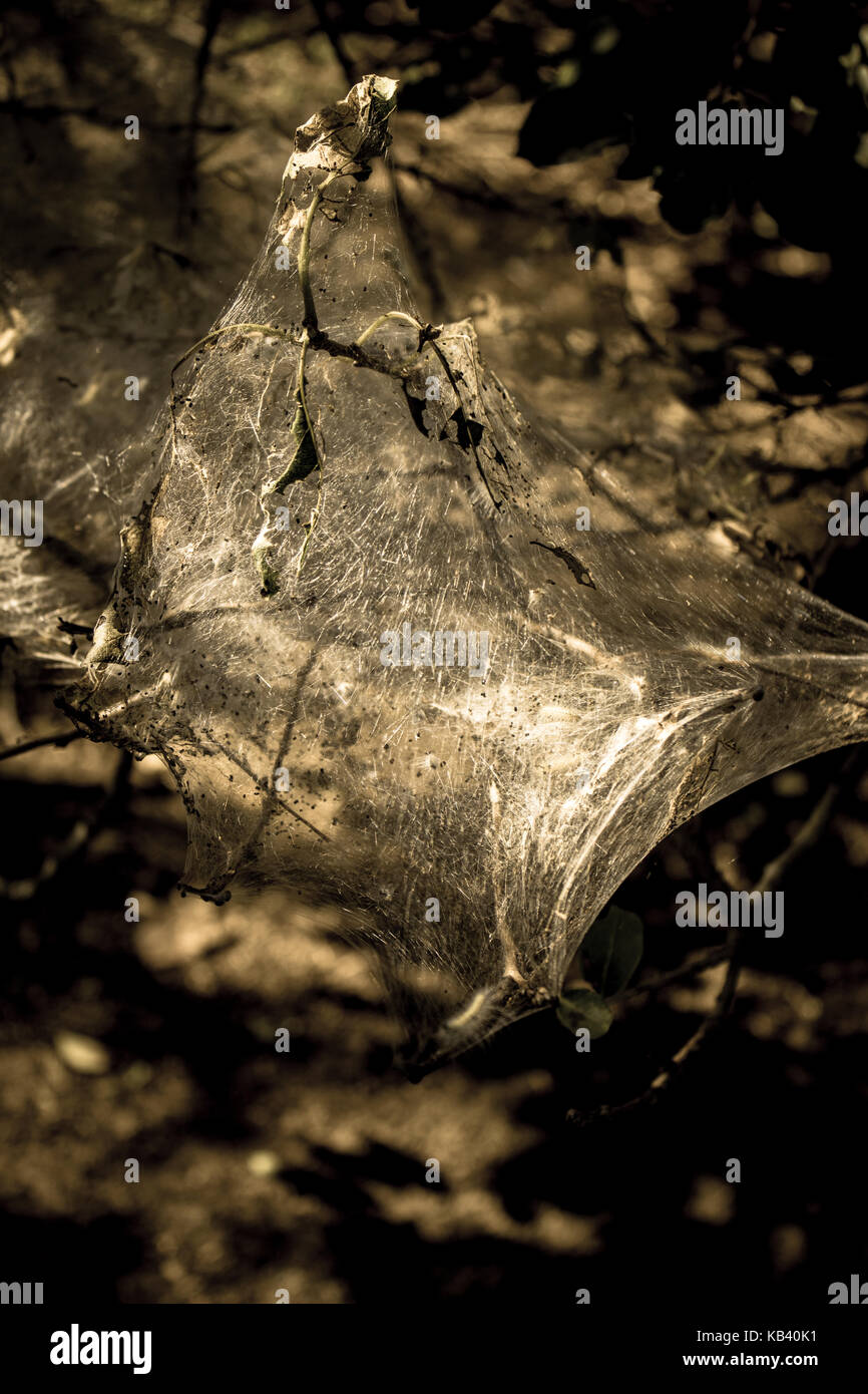 Labirinto di ragno immagini e fotografie stock ad alta risoluzione - Alamy