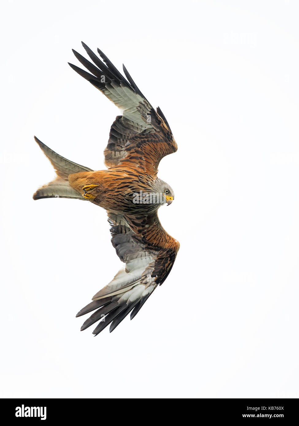 Nibbio reale (Milvus milvus) in volo contro uno sfondo bianco, Germania ...