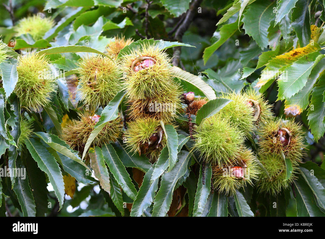 Aprendo le castagne dolci immagini e fotografie stock ad alta ...