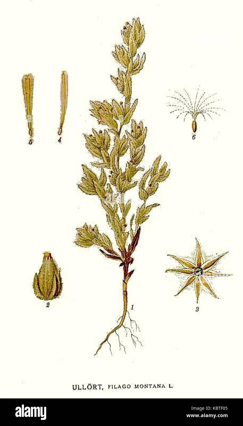 Montana mappa vintage Immagini senza sfondo e Foto Stock ritagliate - Alamy