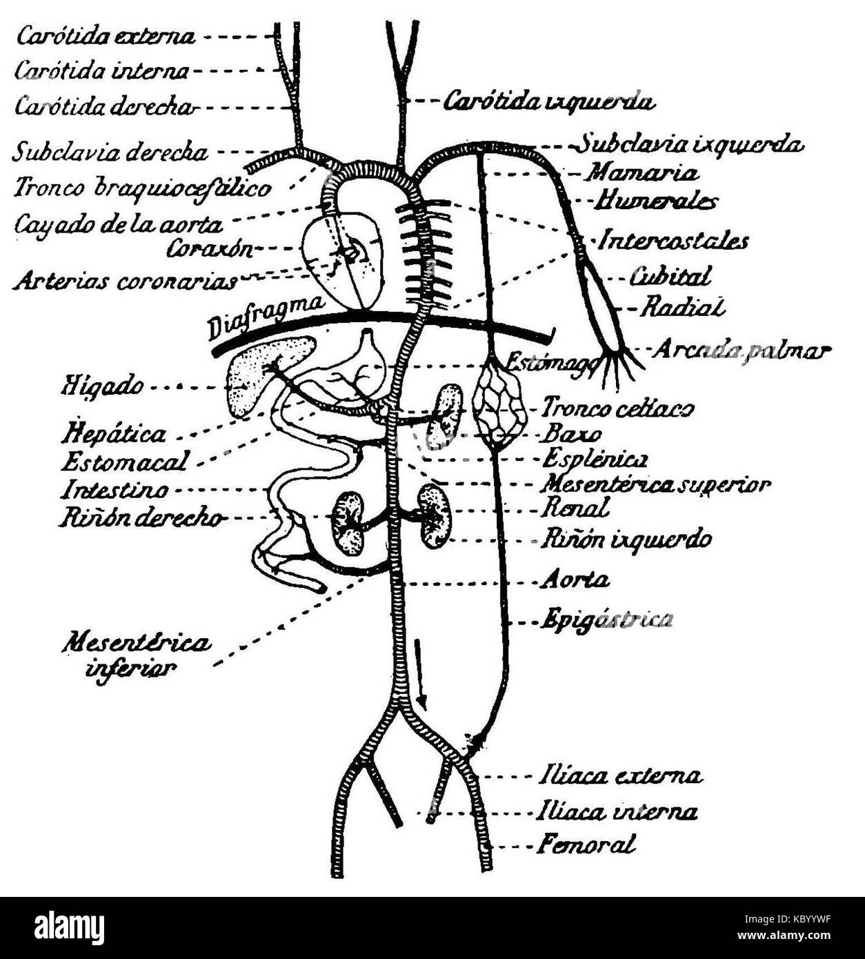 Arterias del cuerpo humano Foto e Immagini Stock in Bianco e Nero - Alamy