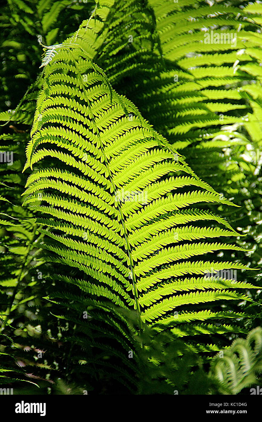 Nuove felci della zelanda immagini e fotografie stock ad alta ...