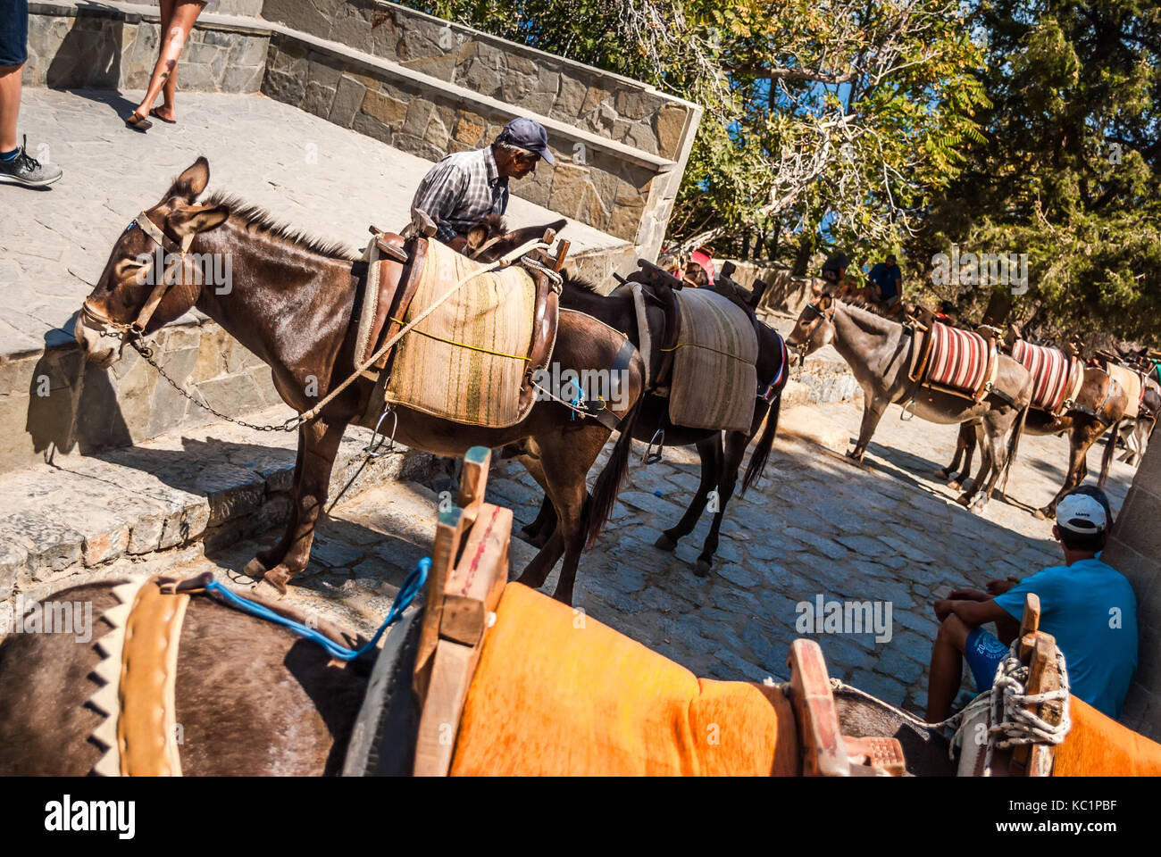 Due asini sellati immagini e fotografie stock ad alta risoluzione - Alamy