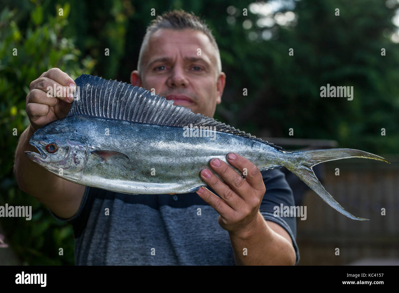 British ray species immagini e fotografie stock ad alta risoluzione - Alamy