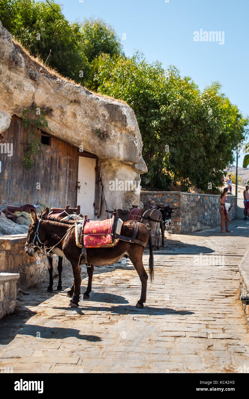 Due asini sellati immagini e fotografie stock ad alta risoluzione - Alamy