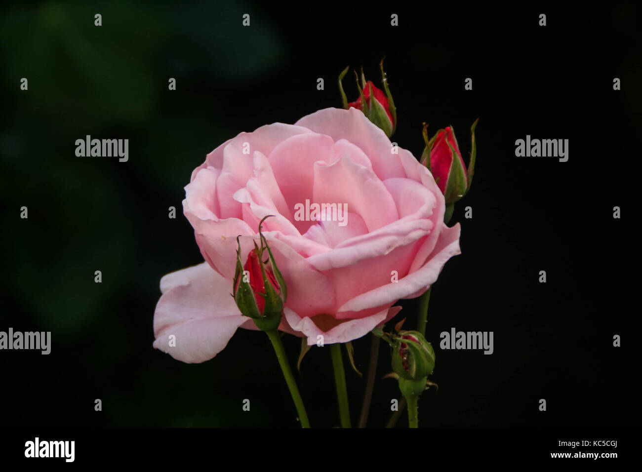 Mazzo di rose rosa immagini e fotografie stock ad alta risoluzione - Alamy
