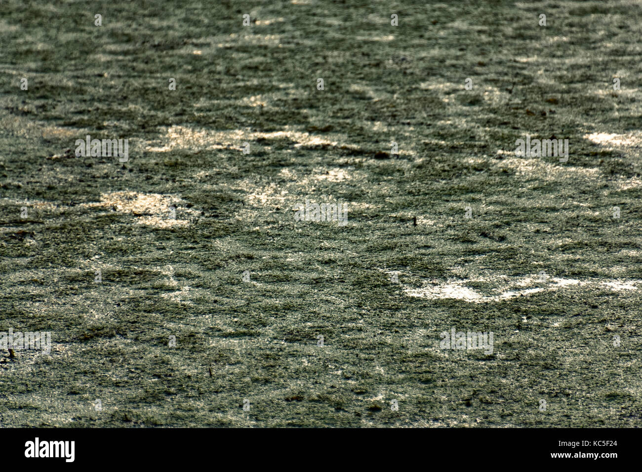 Green scum immagini e fotografie stock ad alta risoluzione - Alamy