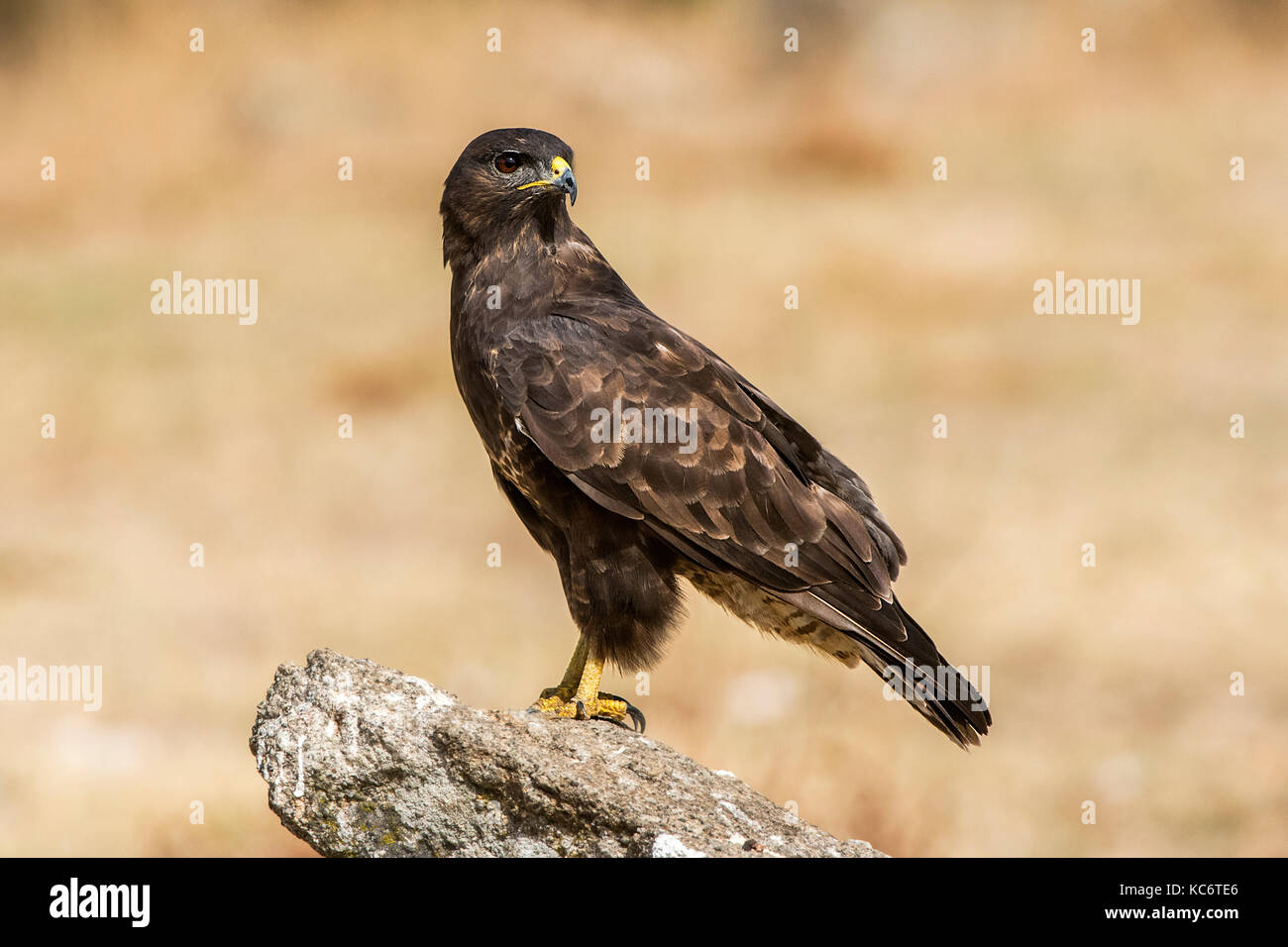 Poiana comune che mangia immagini e fotografie stock ad alta ...