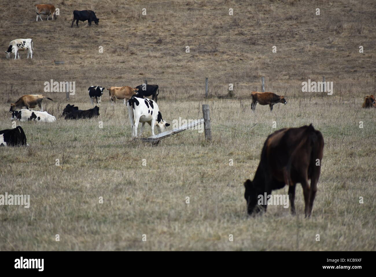 Mucche maculate immagini e fotografie stock ad alta risoluzione - Alamy