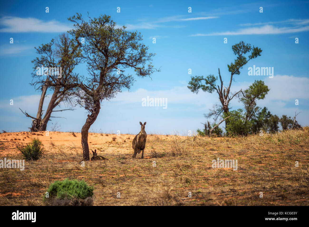 Canguri nel deserto australiano immagini e fotografie stock ad alta ...