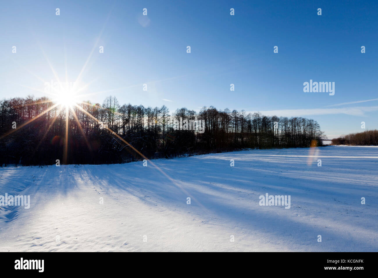 Cielo blu e giacente nel campo e alberi da foresta neve nella stagione ...