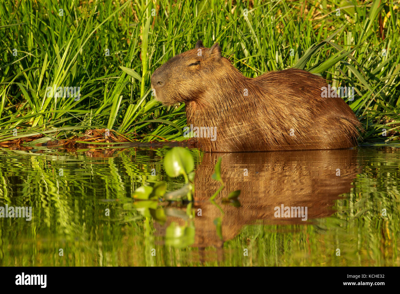 Brasile capibara immagini e fotografie stock ad alta risoluzione - Alamy