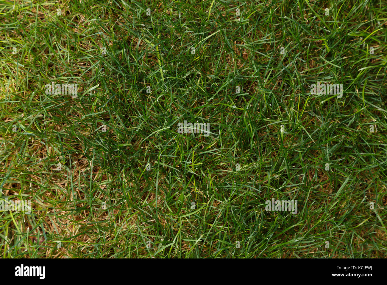 Weed texture immagini e fotografie stock ad alta risoluzione - Alamy