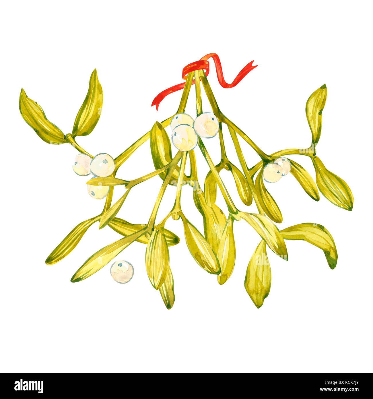 Illustrazione ad acquerello del vischio verde. il simbolo di un bacio ...