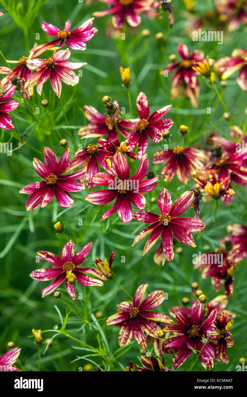 Coreopsis verticillata immagini e fotografie stock ad alta risoluzione ...