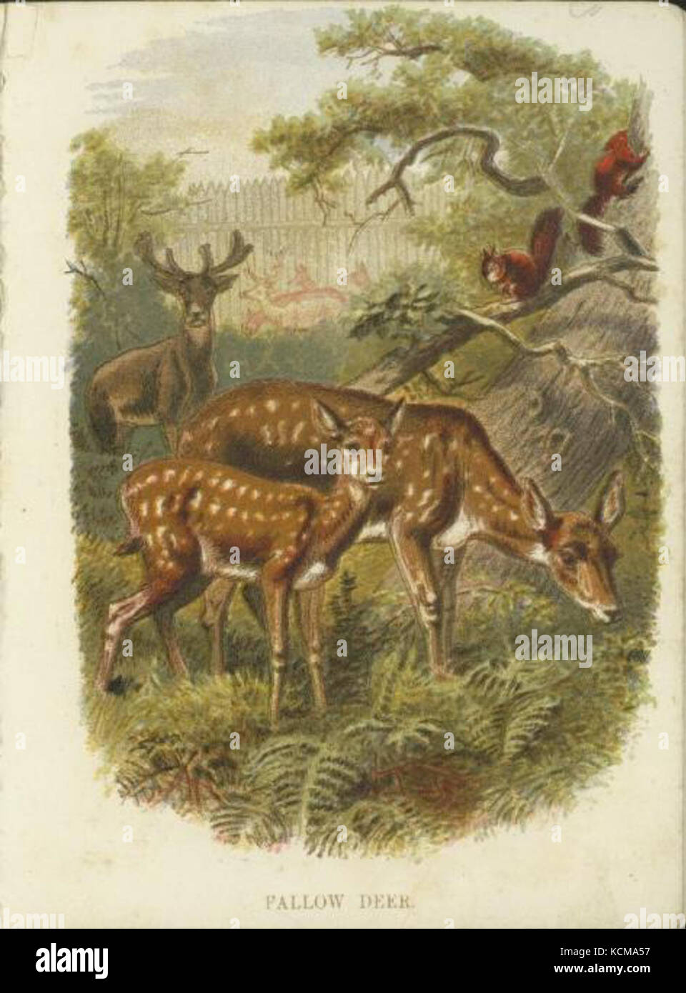 Disegnodi cervo immagini e fotografie stock ad alta risoluzione - Alamy