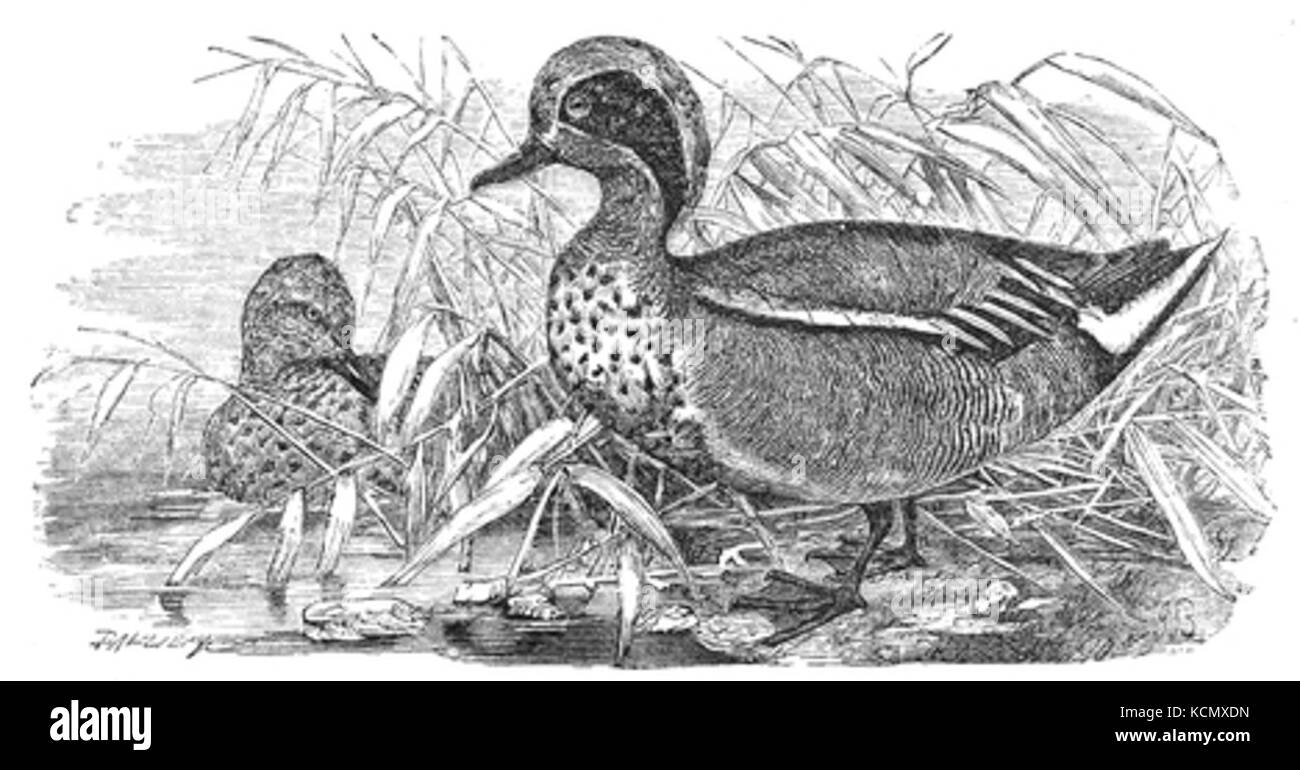 Disegno papera Foto e Immagini Stock in Bianco e Nero - Alamy