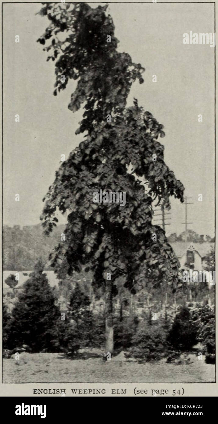 Olmo piangente immagini e fotografie stock ad alta risoluzione - Alamy