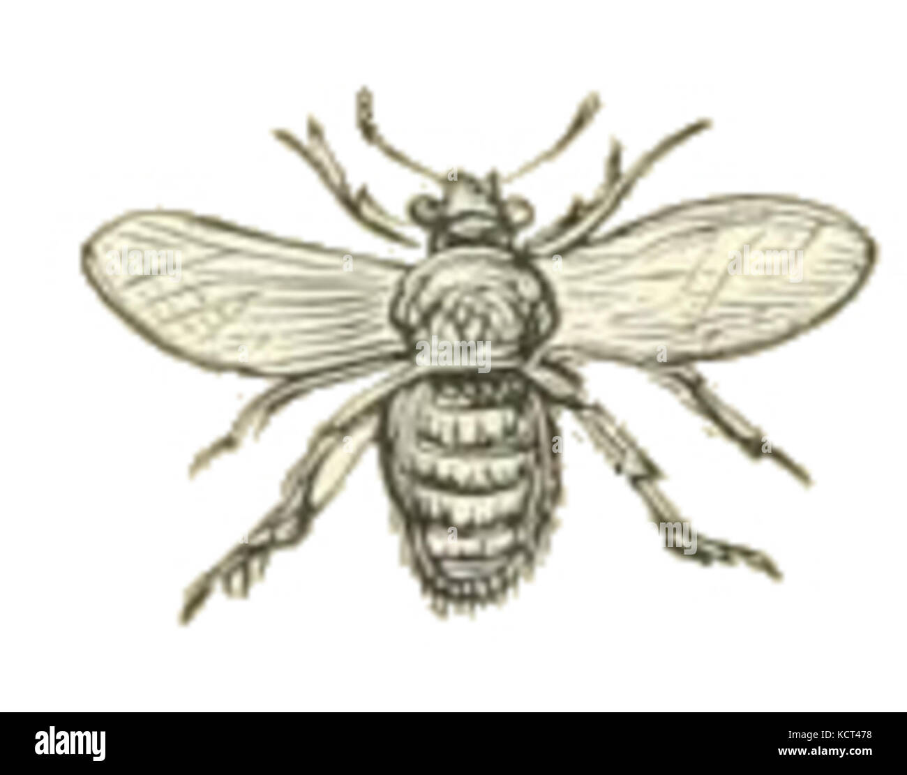 Disegno delle api immagini e fotografie stock ad alta risoluzione - Alamy