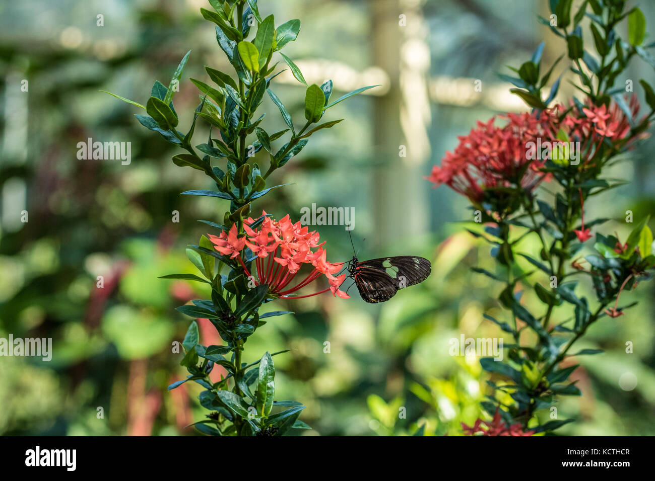 Farfalla di colore immagini e fotografie stock ad alta risoluzione - Alamy