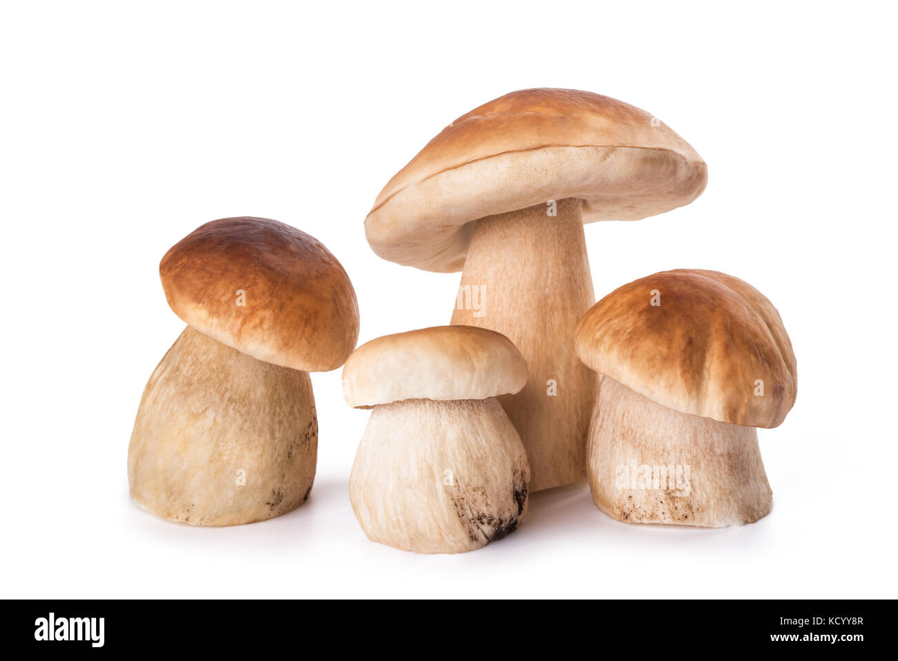 Famiglia di funghi isolati su sfondo bianco Foto stock - Alamy