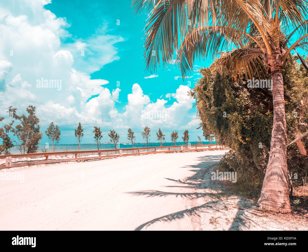 Traveller palm tree immagini e fotografie stock ad alta risoluzione - Alamy