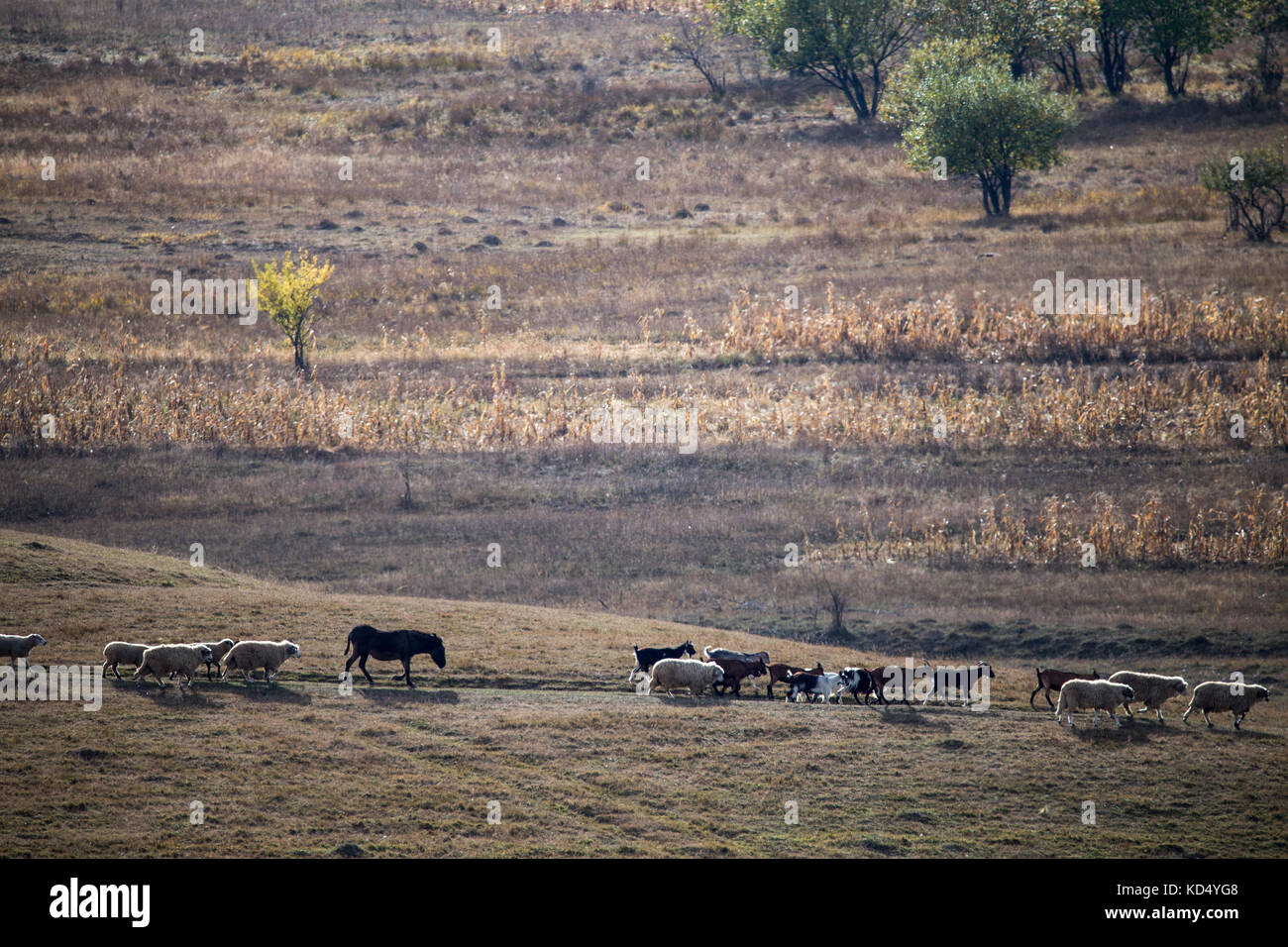 Capre e pecore immagini e fotografie stock ad alta risoluzione - Alamy