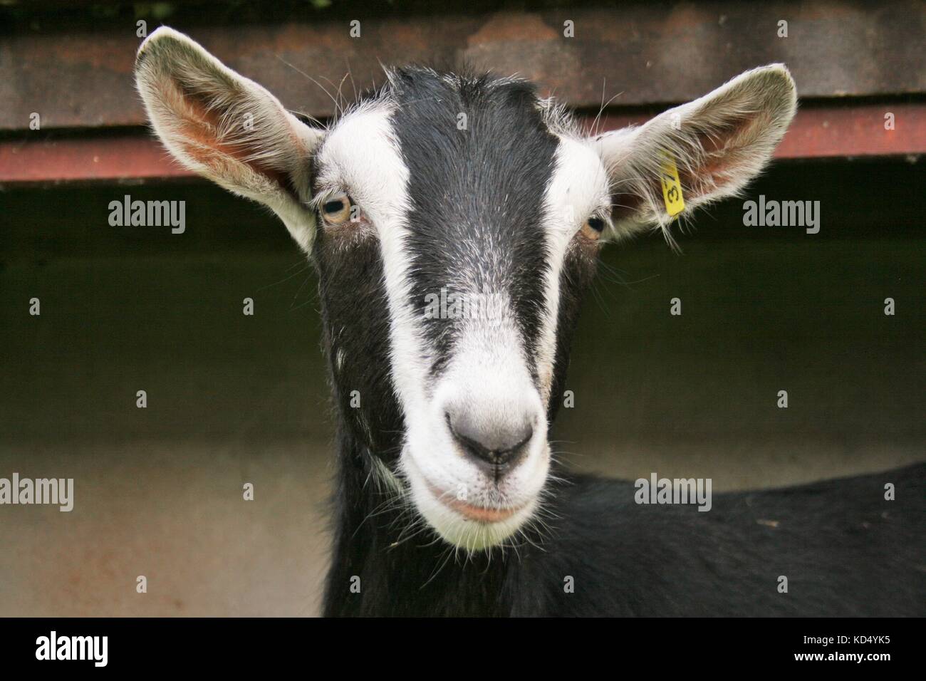 Capra nera alpina immagini e fotografie stock ad alta risoluzione - Alamy
