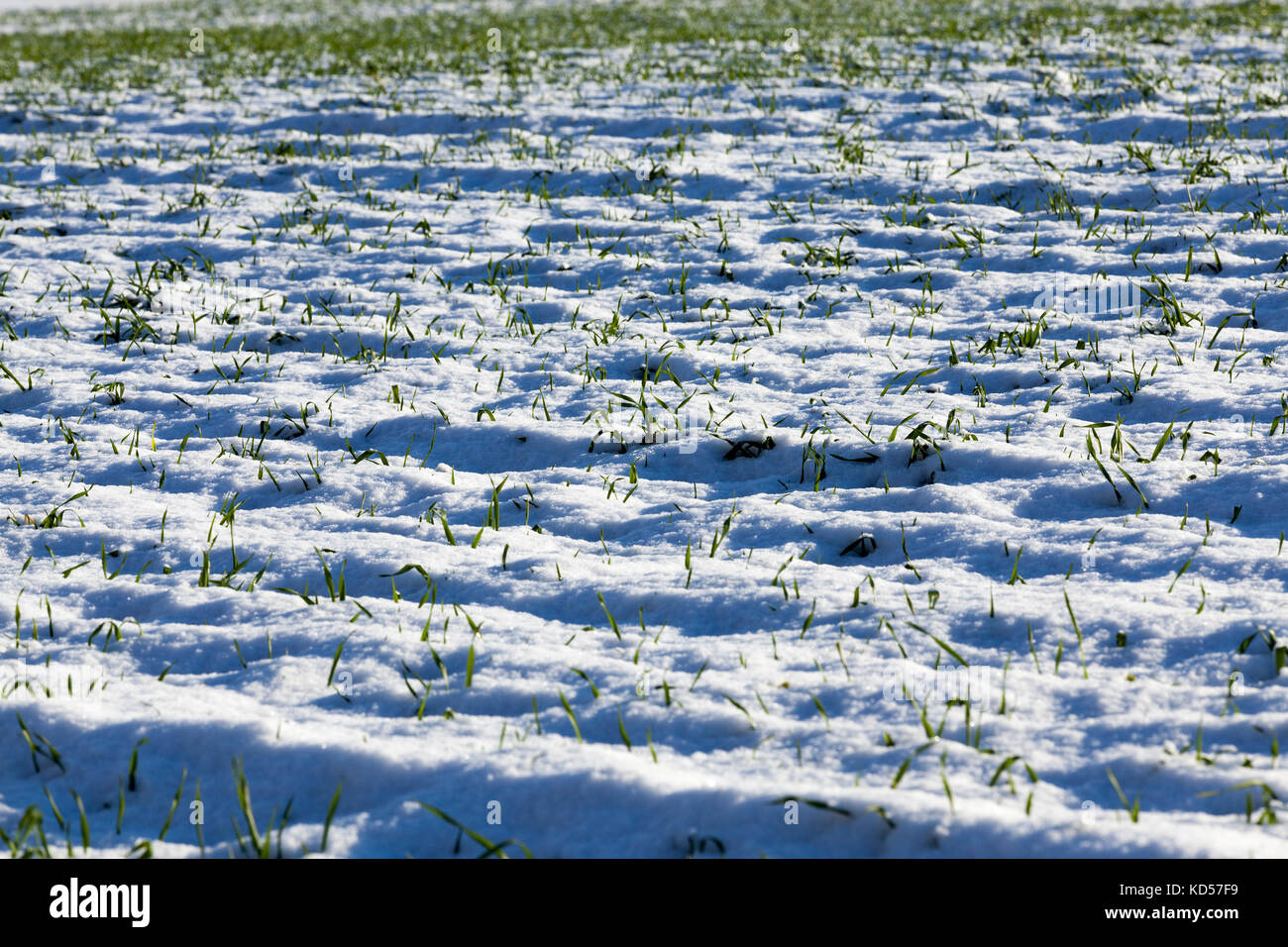 Germi invernali immagini e fotografie stock ad alta risoluzione - Alamy