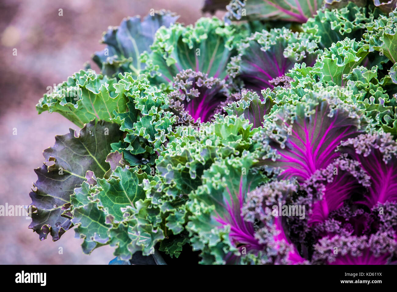 Coltivazione del cavolo riccio immagini e fotografie stock ad alta ...