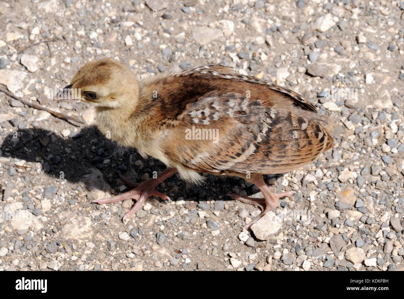 Pulcino di pavone immagini e fotografie stock ad alta risoluzione - Alamy