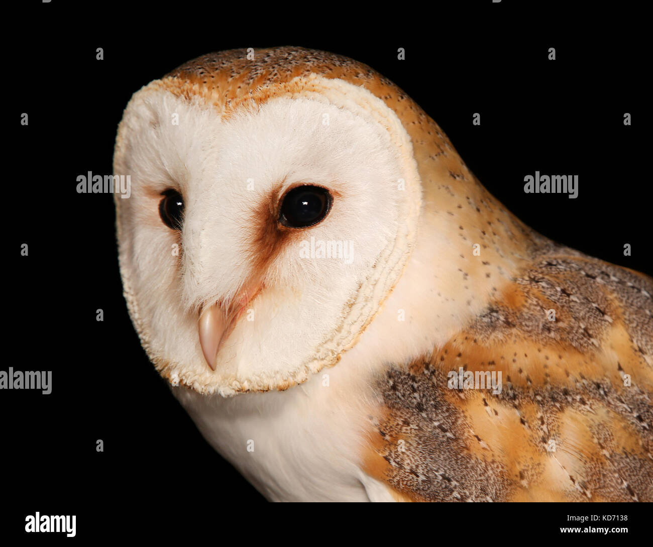 Barbagianni femmina immagini e fotografie stock ad alta risoluzione - Alamy