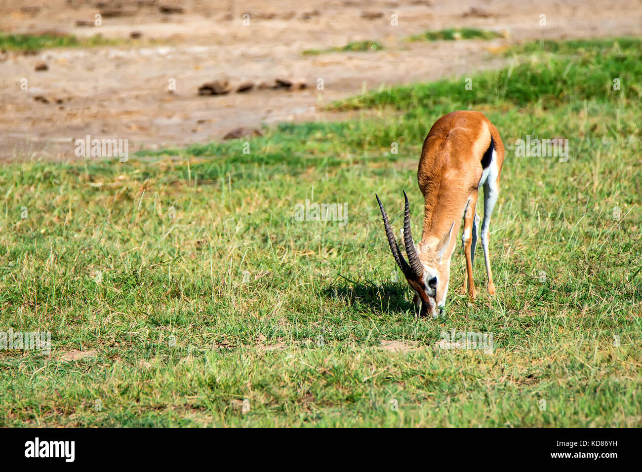 Gazzella dei thompson in tanzania immagini e fotografie stock ad alta ...