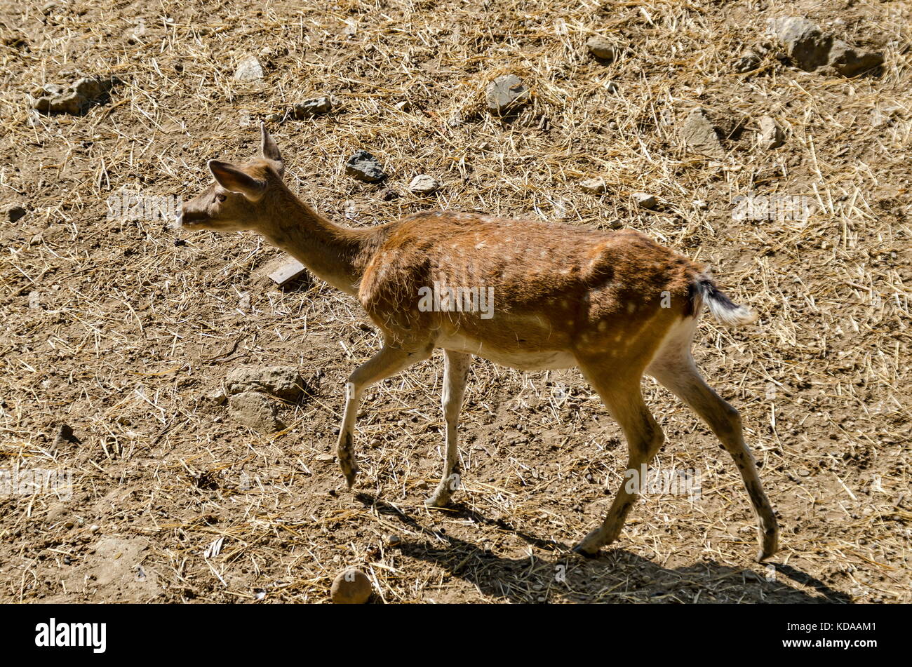 Passeggiata nel parco dei cervi immagini e fotografie stock ad alta ...