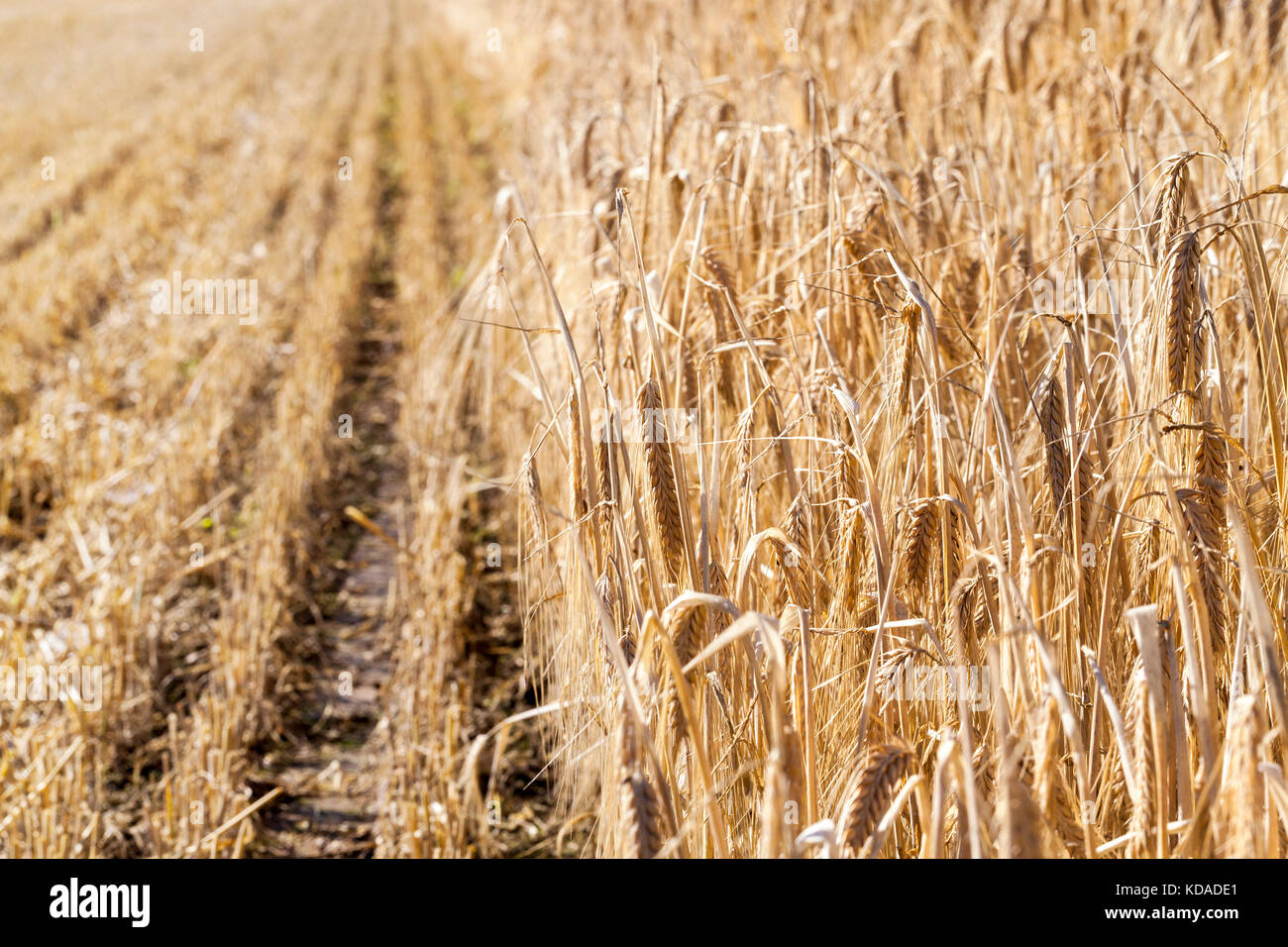 Campo di orzo tagliato immagini e fotografie stock ad alta risoluzione ...