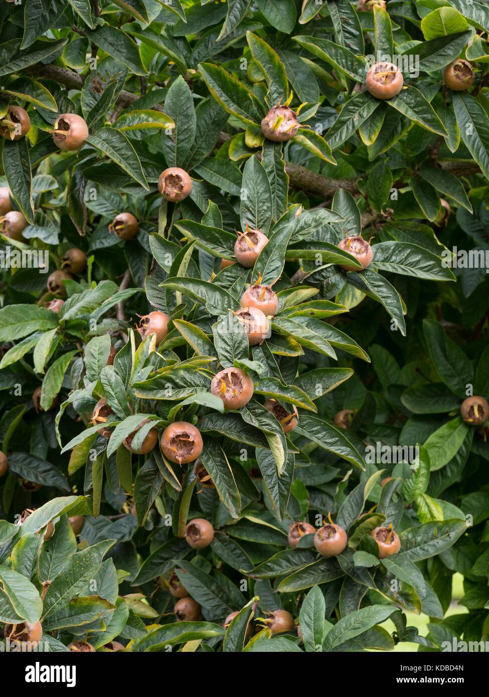 Nespola comune immagini e fotografie stock ad alta risoluzione - Alamy