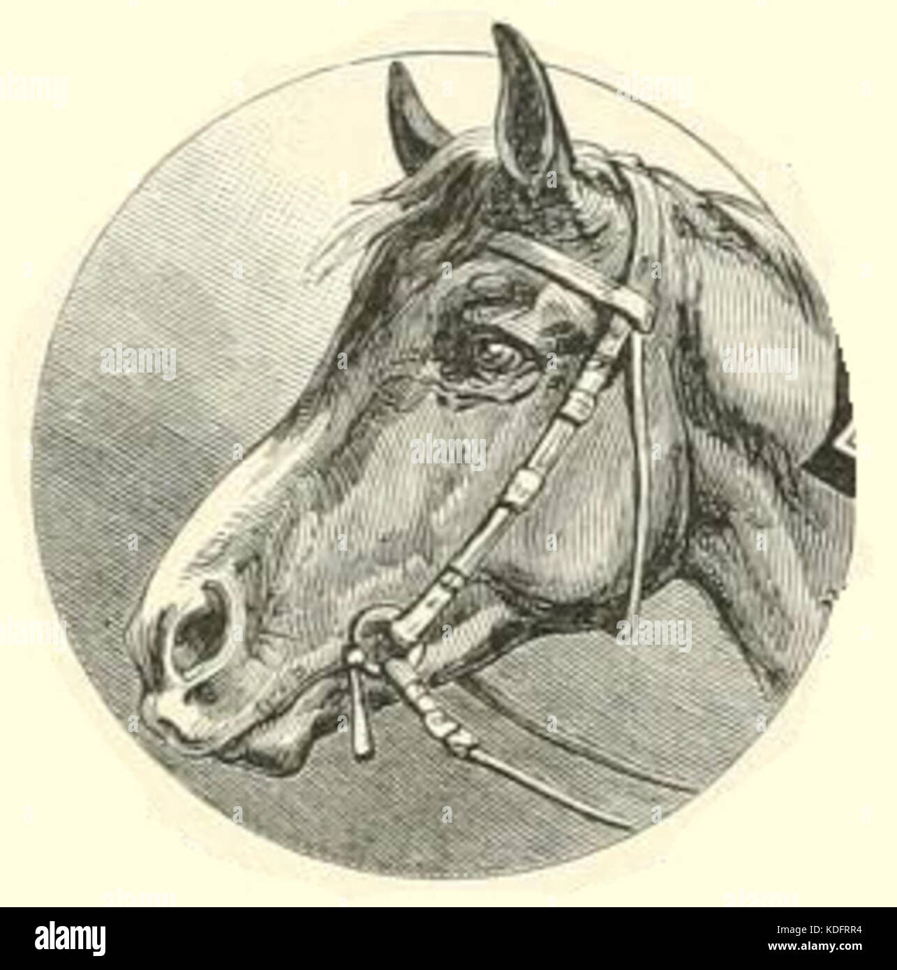 Cavallo disegno immagini e fotografie stock ad alta risoluzione - Alamy