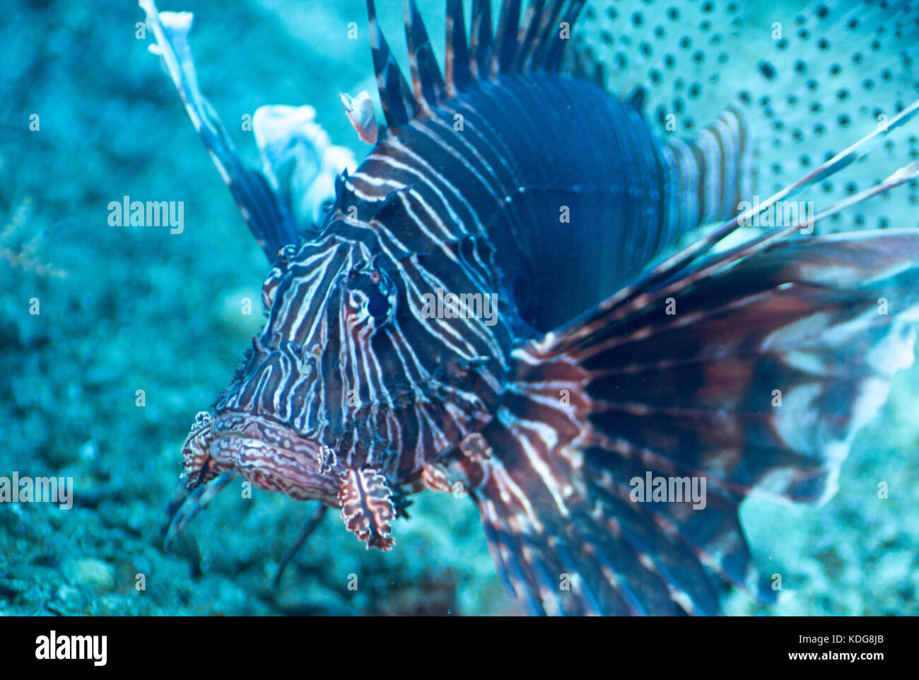 Pesce leone immagini e fotografie stock ad alta risoluzione - Alamy