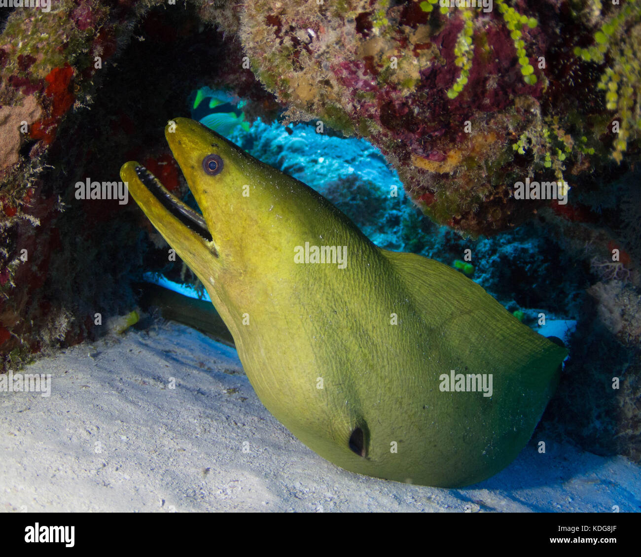 Murena di murena immagini e fotografie stock ad alta risoluzione - Alamy