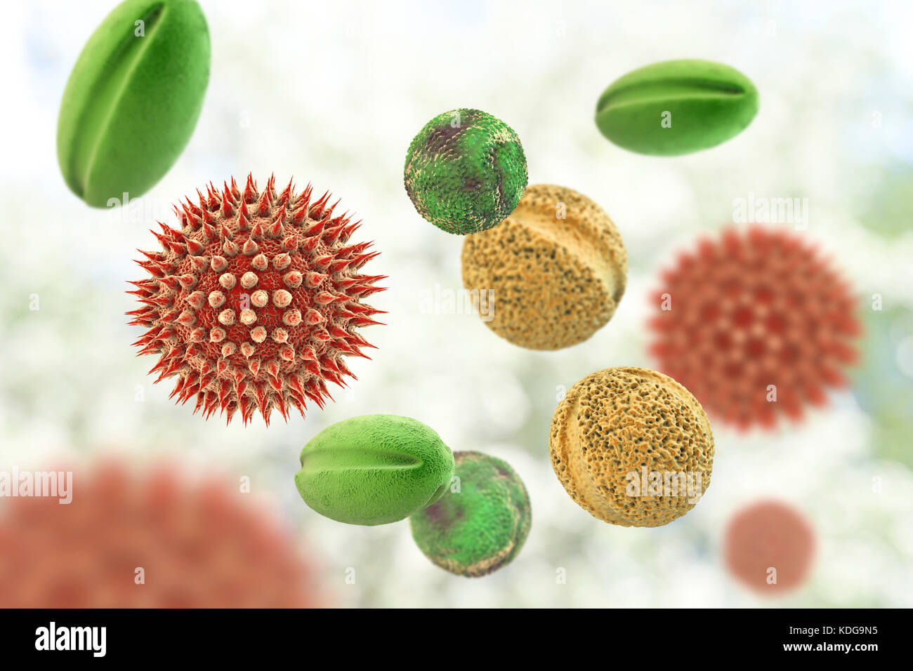 I grani di polline di piante differenti, illustrazione del computer ...