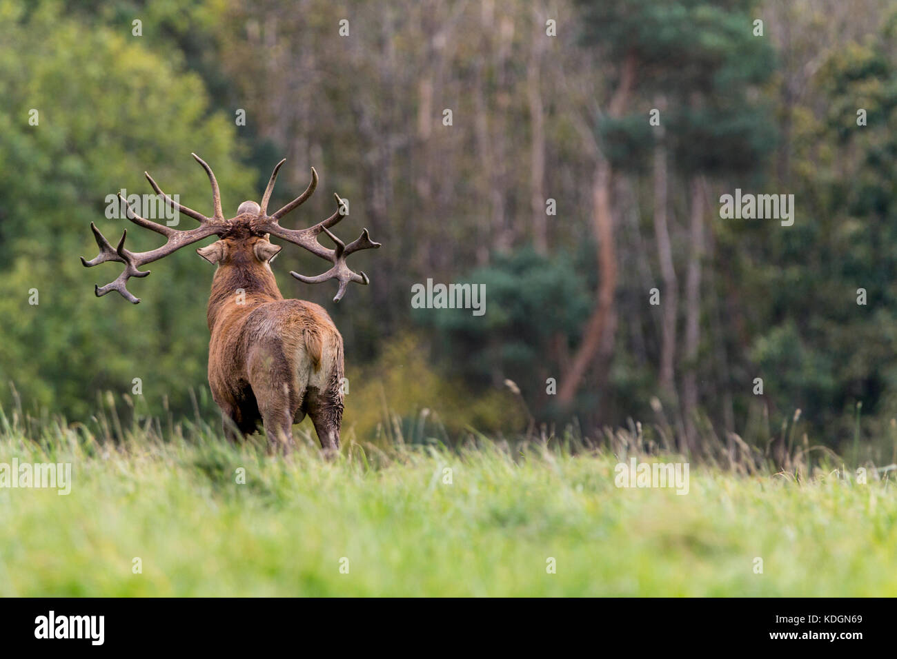 Ibridato con cervo sika immagini e fotografie stock ad alta risoluzione ...