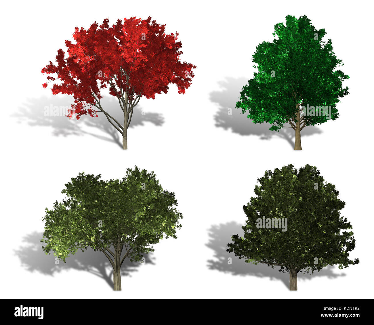 Rendering di quattro diversi tipi di alberi Foto stock - Alamy