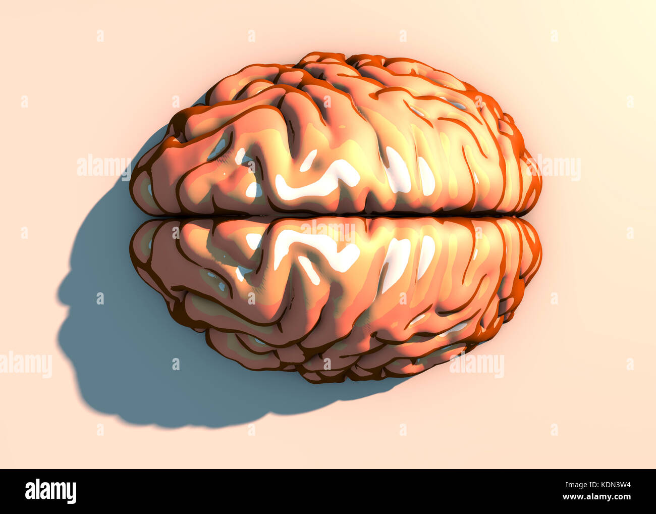 Cervello, neuroni e sinapsi, rete neurale circuito di neuroni, malattie ...