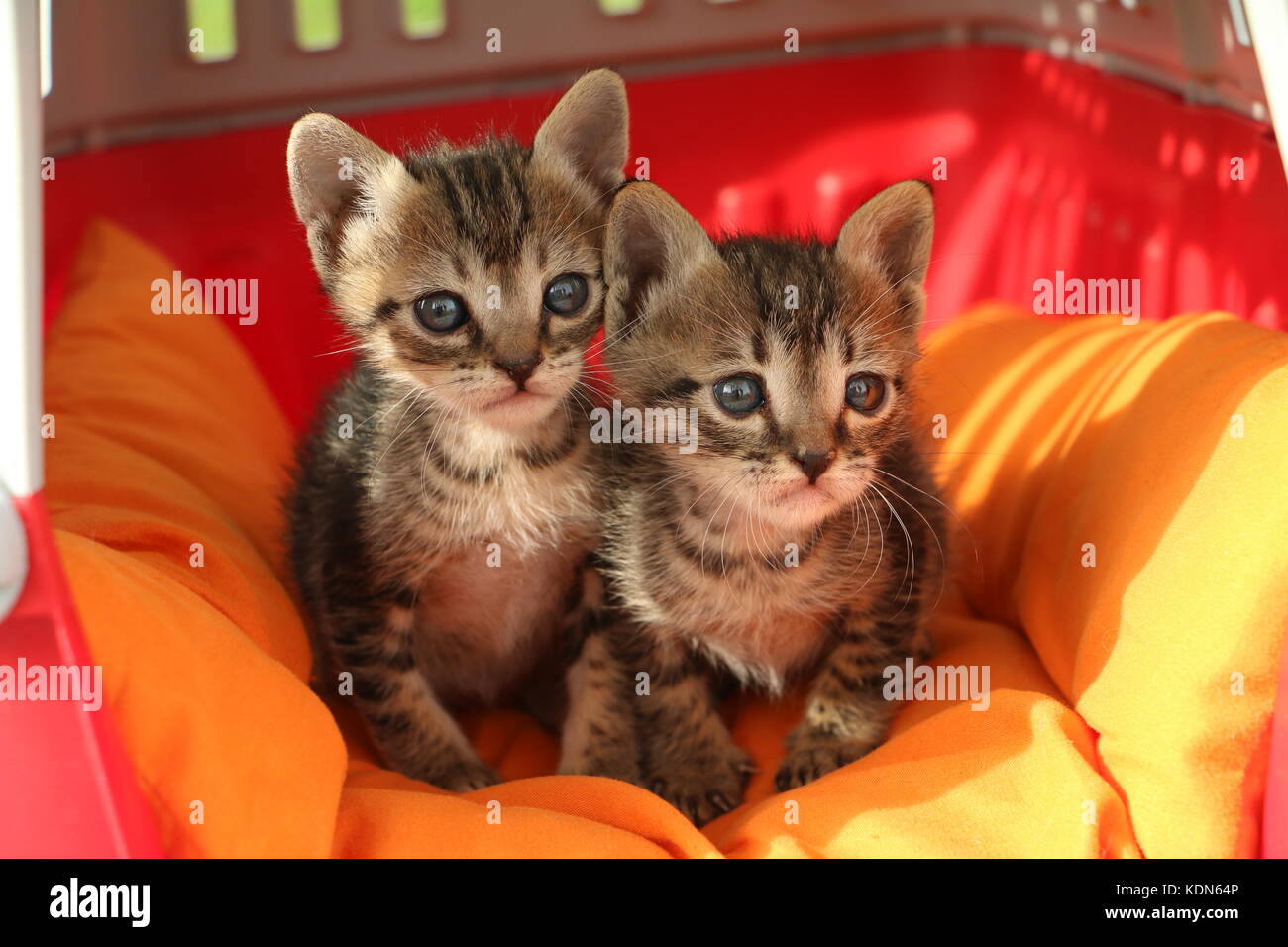 Gattini carini immagini e fotografie stock ad alta risoluzione - Alamy