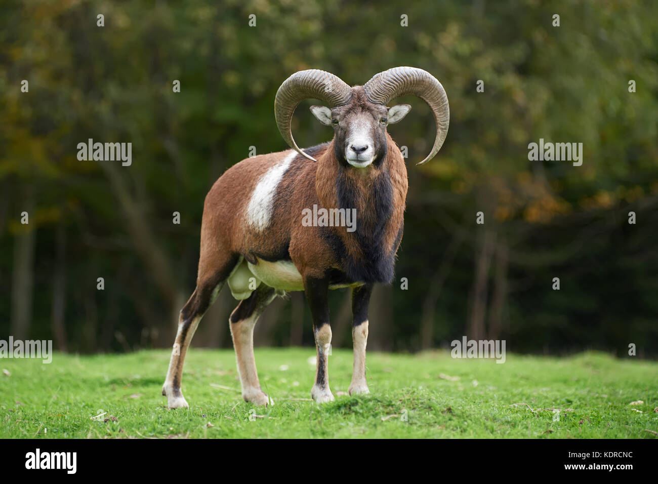Natura maestosa europea immagini e fotografie stock ad alta risoluzione ...