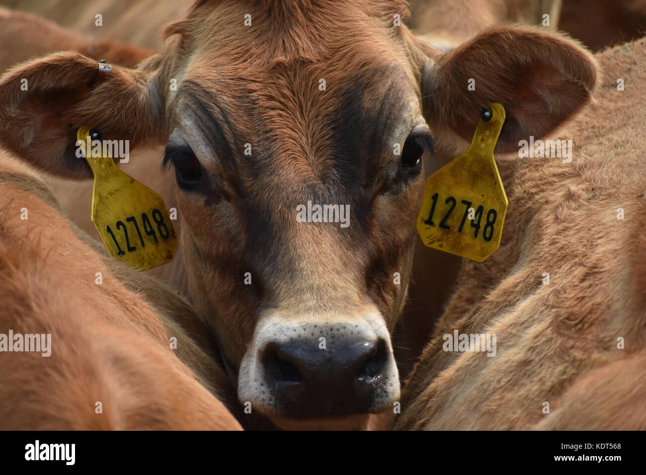 Primo piano del naso di mucche immagini e fotografie stock ad alta ...