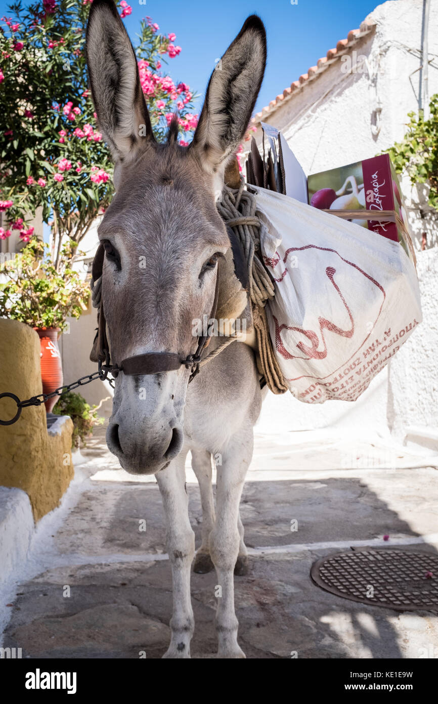 Asino animale grecia immagini e fotografie stock ad alta risoluzione ...